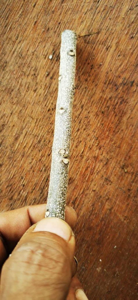 Pembiakan Keratan Batang Untuk Hasilkan Pokok Kari Cepat Besar Dan Merimbun