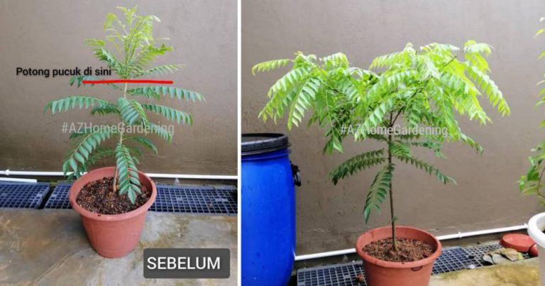 Ni Cara Tanam Pokok Kari Rendang Dan Daun Merimbun Dalam Pasu