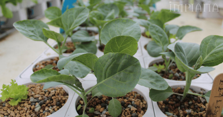 10 Jenis Pokok Besar Sesuai Sebagai Tanaman "Indoor" - IMPIANA