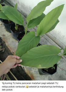 10 Jenis Pokok Renek Berbunga Sesuai Dijadikan Tanaman Pagar Rumah ...