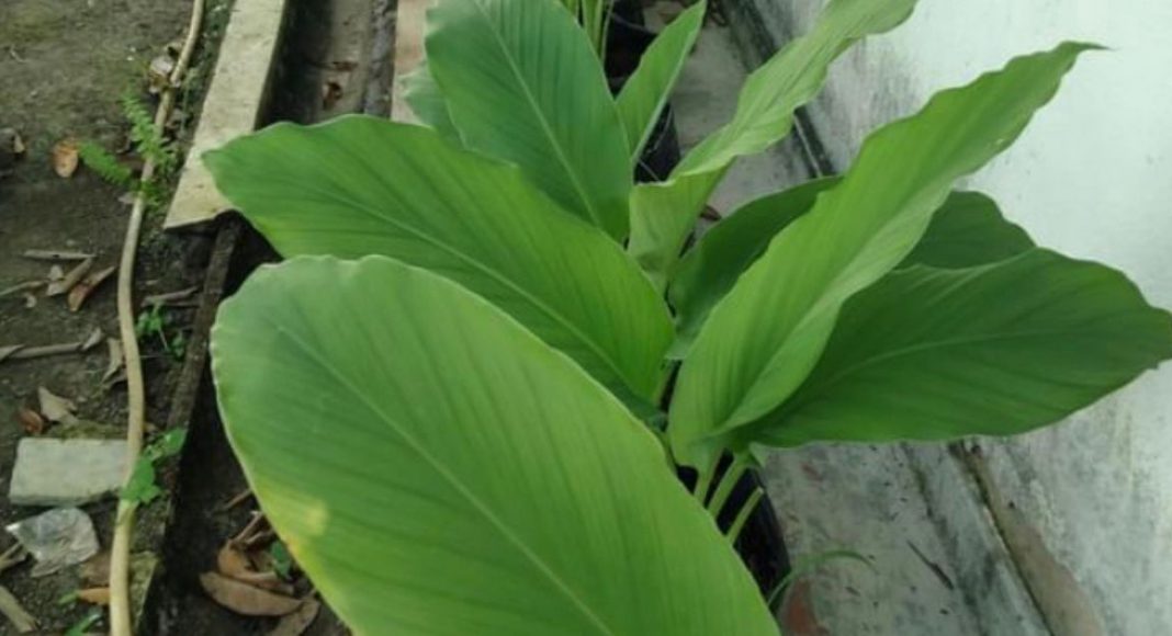 10 Jenis Pokok Renek Berbunga Sesuai Dijadikan Tanaman Pagar Rumah - Impiana