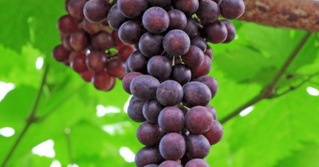 Mudahnya Tanam Anggur Di Rumah, Ini Teknik Berkesan Boleh Anda Ikut