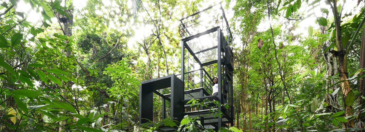 10 Jenis Pokok Besar Sesuai Sebagai Tanaman "Indoor" - IMPIANA