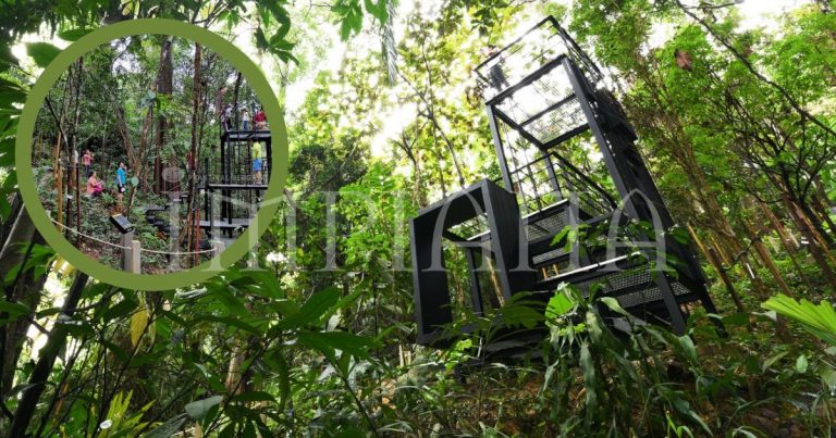 10 Jenis Pokok Besar Sesuai Sebagai Tanaman "Indoor" - IMPIANA