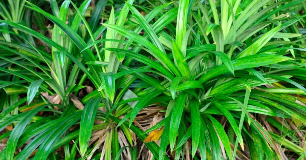 Tanam Pokok Pandan Tanpa Tanah, Cuma Rendam Dalam Air Tetap Subur