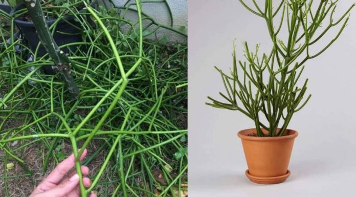 Pokok Patah Tulang Banyak Khasiat Kesihatan, Macam Ni Cara Gunanya