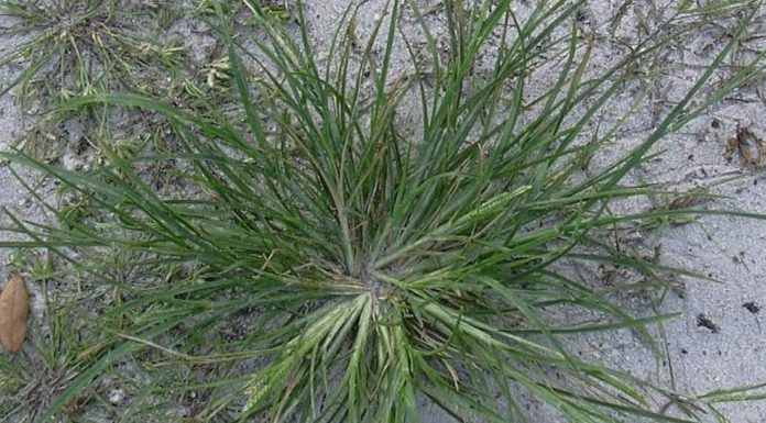 Rumput Sambau ‘Degil’ Walaupun Sudah DiTebas Beribu Kali, Sebaliknya ...