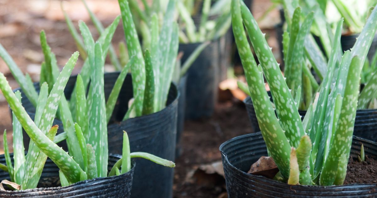 Nak Pokok Subur Kena Belajar Teknik Pemasuan Yang Betul