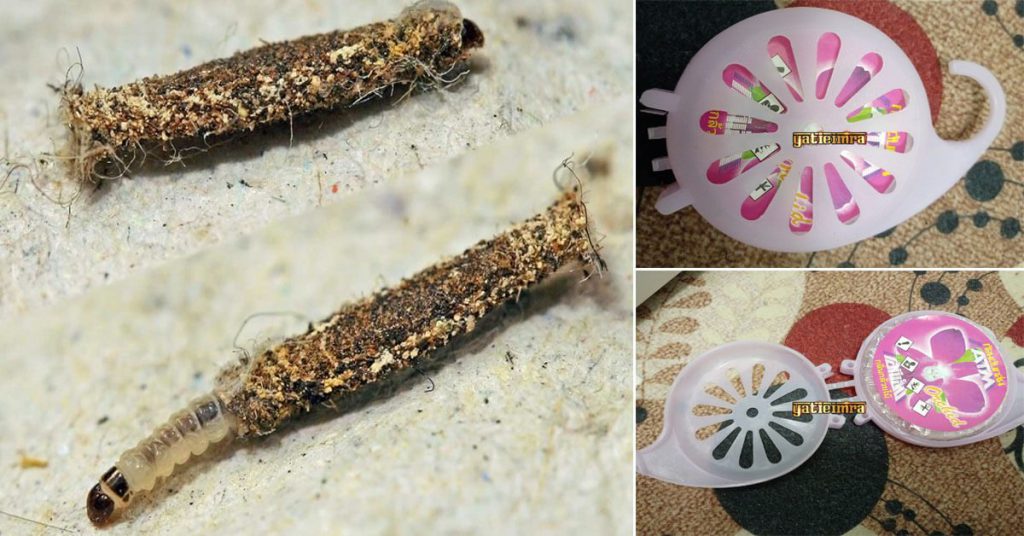 Ulat Habuk Boleh Jadi Alahan Pada Kulit, Ini Teknik Hapuskannya