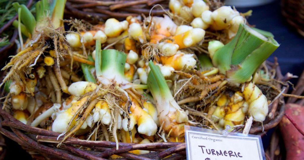 10 Jenis Pokok Besar Sesuai Sebagai Tanaman "Indoor" - IMPIANA