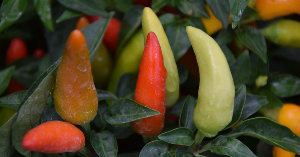 Punca Pokok Cili Lebat Daun Tapi Kedekut Buah Apa Puncanya?