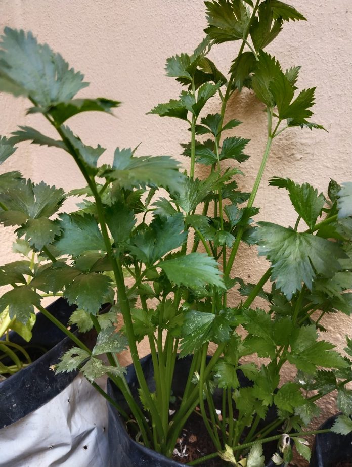 Ada Cara Mudah Tanam Pokok Daun Sup, Guna Batang Dan Akar, Tak Perlu Benih