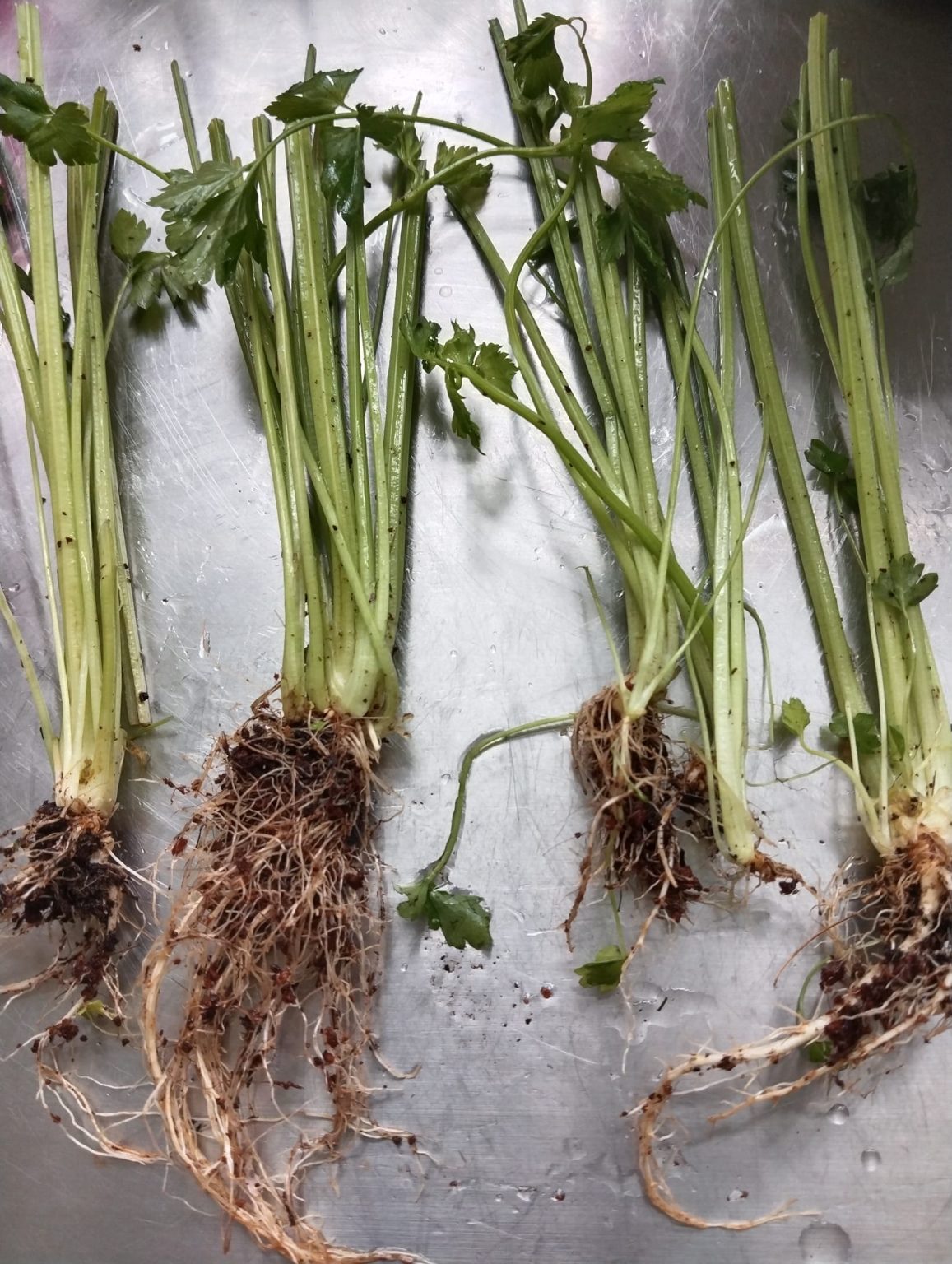 Ada Cara Mudah Tanam Pokok Daun Sup, Guna Batang Dan Akar, Tak Perlu Benih