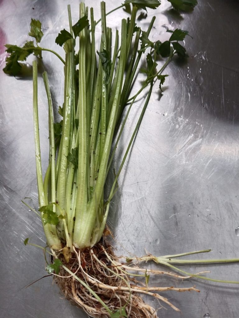 Ada Cara Mudah Tanam Pokok Daun Sup, Guna Batang Dan Akar, Tak Perlu Benih