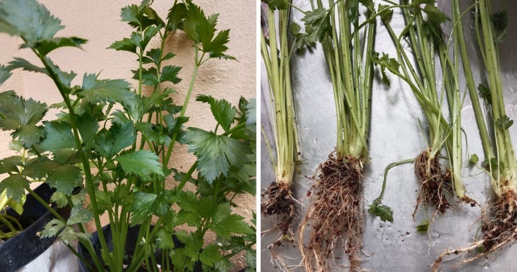 Ada Cara Mudah Tanam Pokok Daun Sup, Guna Batang Dan Akar, Tak Perlu Benih