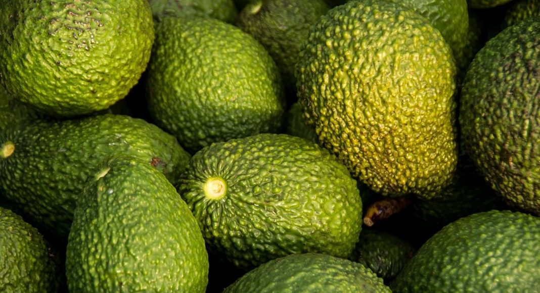 Tip Simpan Buah Avokado, Boleh Tahan Sampai Tujuh Hingga Lapan Hari