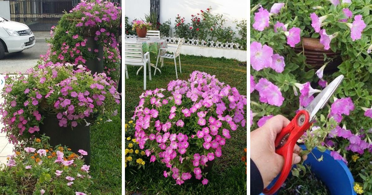 Tip Lebatkan Petunia, Bunga Kembang Merimbun Walaupun Dalam Cuaca Panas ...