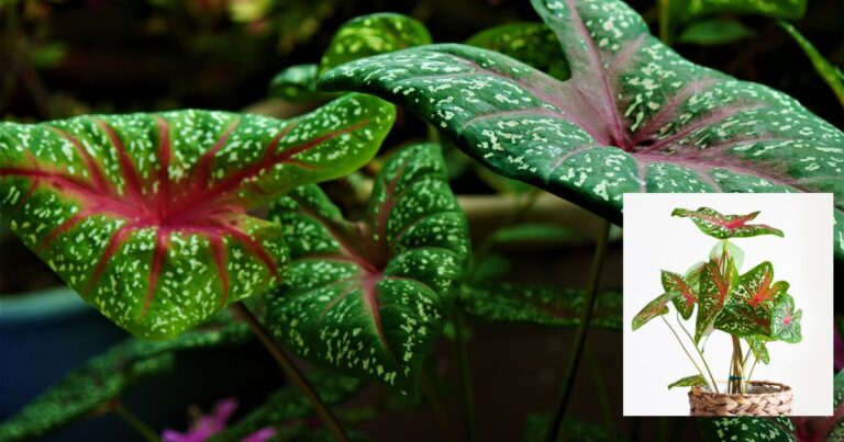 Pokok Hiasan Yang Mudah Ditanam & Dijaga, Tak Payah Hari-hari Nak Kena ...