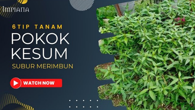 6 Tip Tanam POKOK KESUM Subur Merimbun!