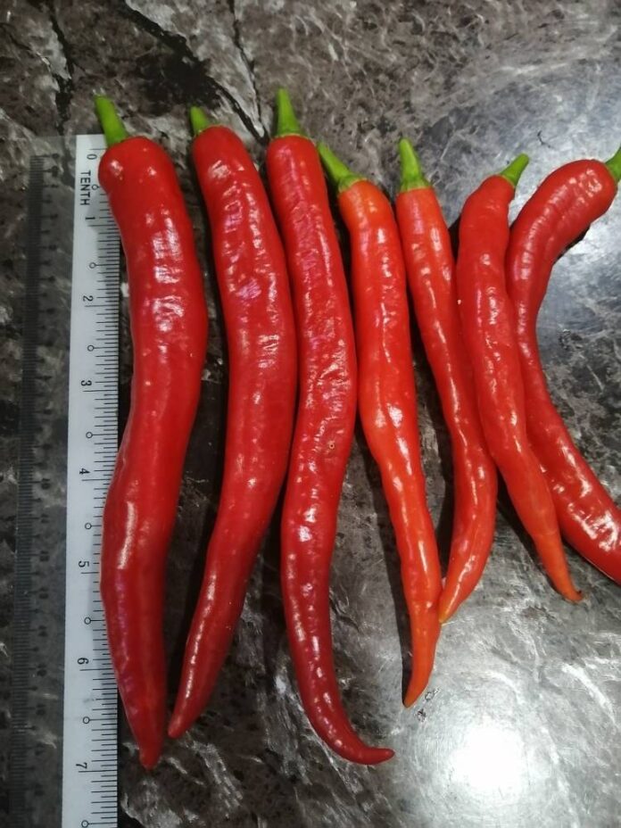 10 Jenis Pokok Renek Berbunga Sesuai Dijadikan Tanaman Pagar Rumah ...