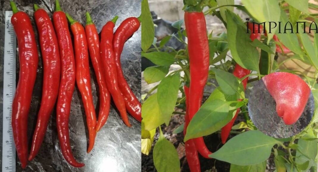 10 Jenis Pokok Renek Berbunga Sesuai Dijadikan Tanaman Pagar Rumah - Impiana