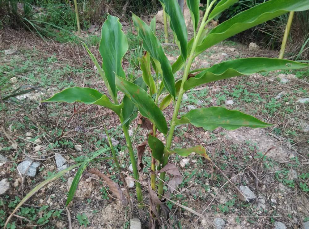 Panduan Lengkap Tanam Pokok BUNGA KANTAN, Berbaloi Buat Jual!