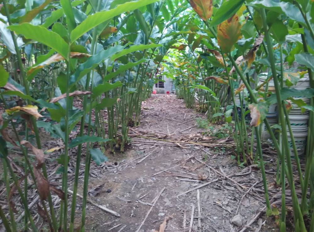 Panduan Lengkap Tanam Pokok BUNGA KANTAN, Berbaloi Buat Jual!