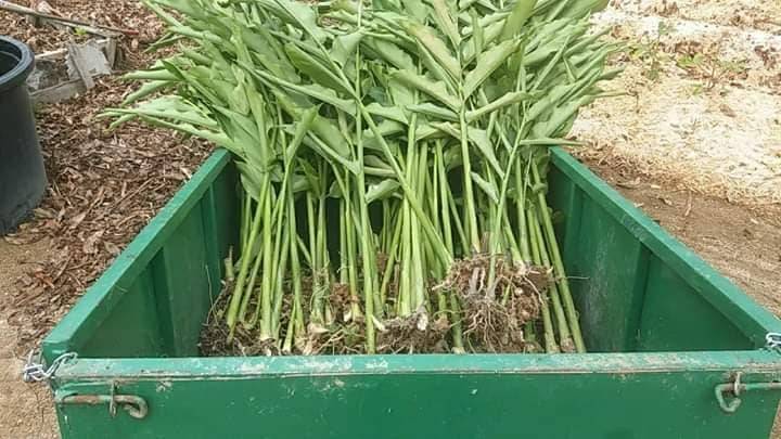 Panduan Lengkap Tanam Pokok BUNGA KANTAN, Berbaloi Buat Jual!