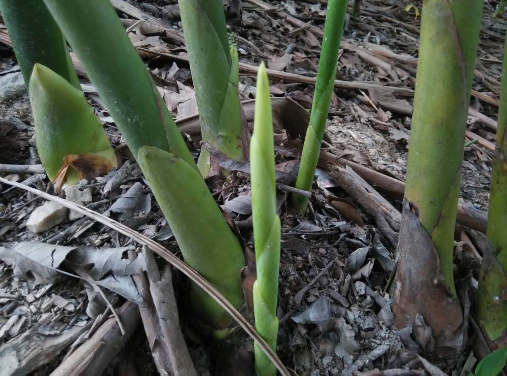Panduan Lengkap Tanam Pokok BUNGA KANTAN, Berbaloi Buat Jual!