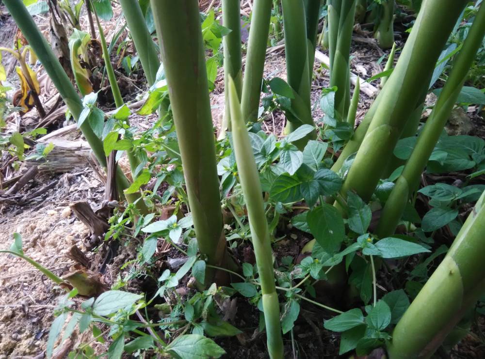 Panduan Lengkap Tanam Pokok BUNGA KANTAN, Berbaloi Buat Jual!