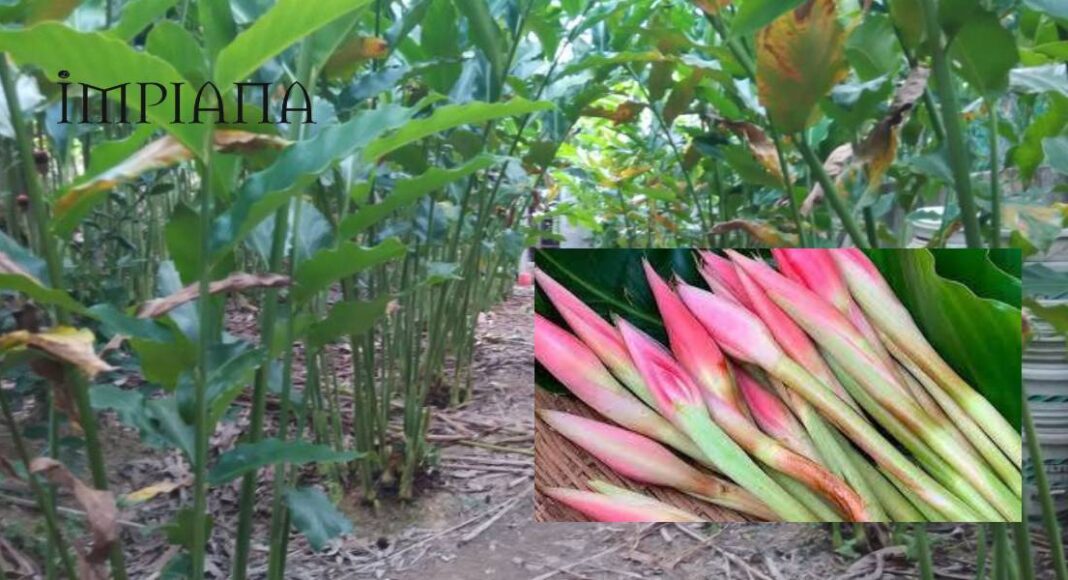 Panduan Lengkap Tanam Pokok BUNGA KANTAN, Berbaloi Buat Jual!