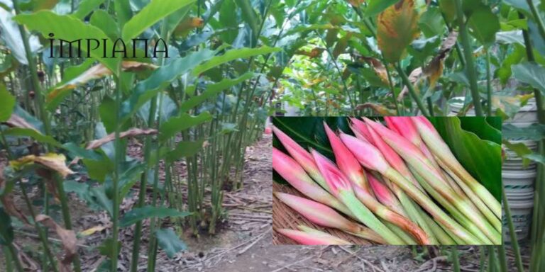 Panduan Lengkap Tanam Pokok BUNGA KANTAN, Berbaloi Buat Jual!