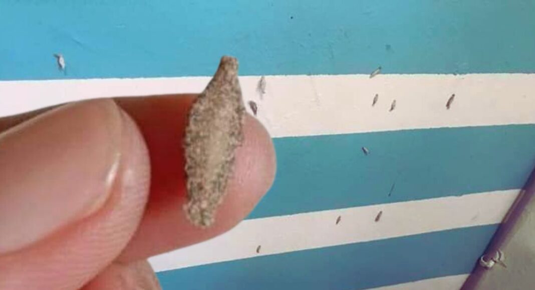 Elak 'Kamitetep' Bersarang Di Dinding Rumah, Ini Cara Atasinya!