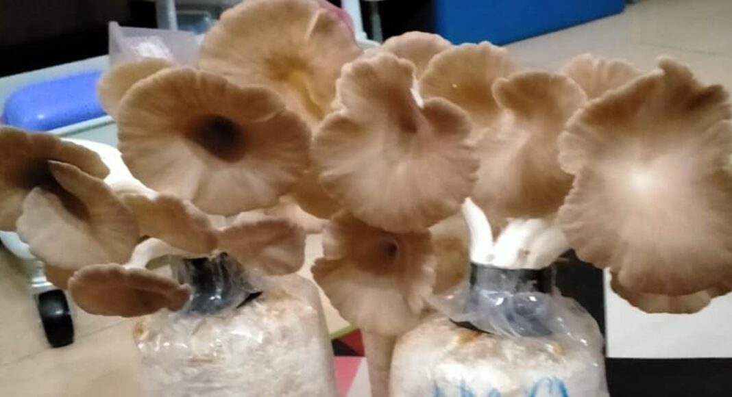 Tanam Sendiri Cendawan Tiram, 4 Hari Dah Boleh Kutip Hasil!