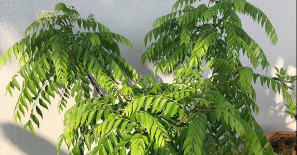 10 Jenis Pokok Besar Sesuai Jadi Tanaman "Indoor",Penyeri Rumah!