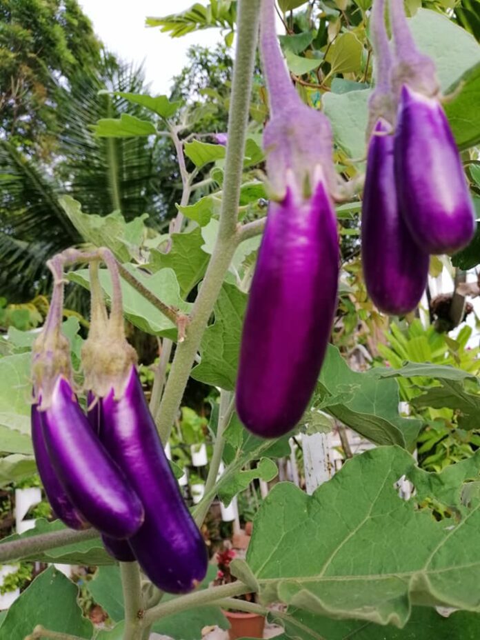 10 Jenis Pokok Besar Sesuai Jadi Tanaman "Indoor",Penyeri Rumah! - Impiana