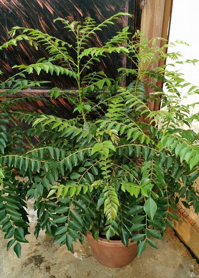 Ini Yang Perlu Anda Lakukan Untuk Pokok Kari Yang Daun Rosak Dan ...