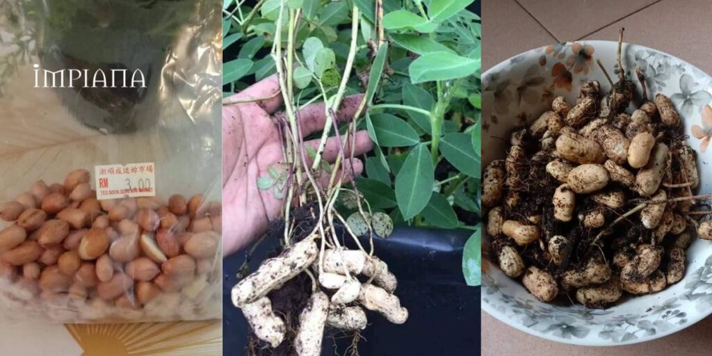 10 Jenis Pokok Renek Berbunga Sesuai Dijadikan Tanaman Pagar Rumah - Impiana