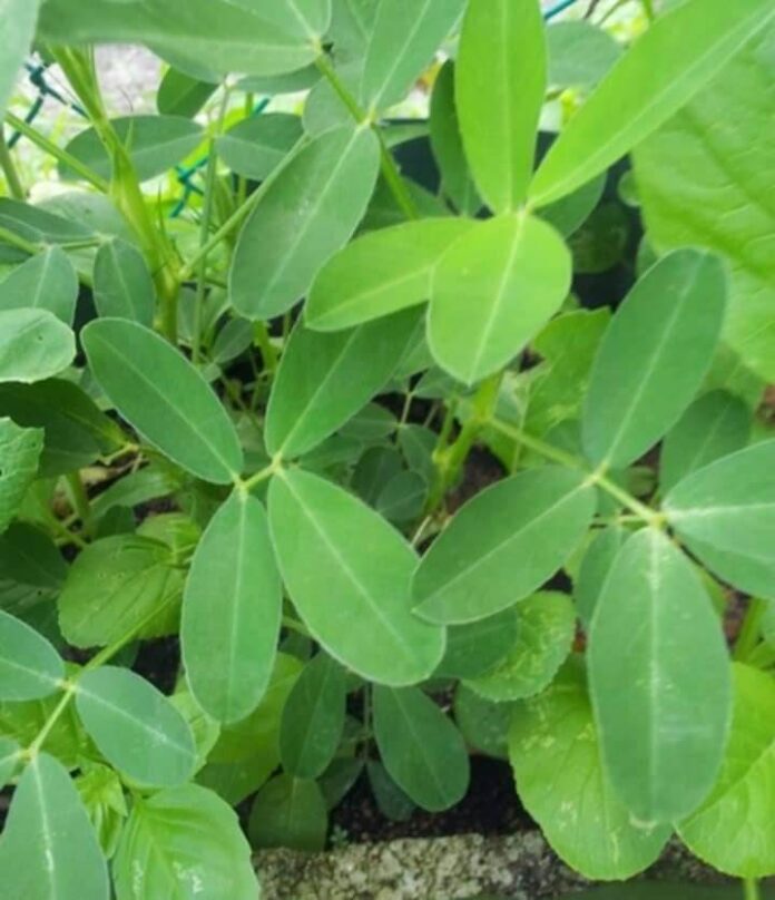 10 Jenis Pokok Renek Berbunga Sesuai Dijadikan Tanaman Pagar Rumah - Impiana