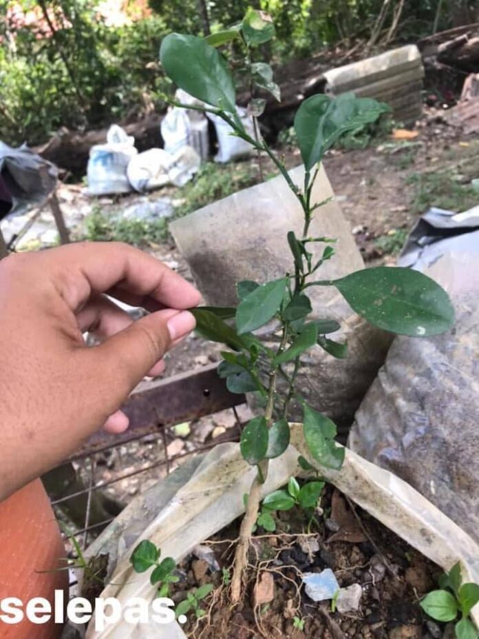 10 Jenis Pokok Renek Berbunga Sesuai Dijadikan Tanaman Pagar Rumah - Impiana