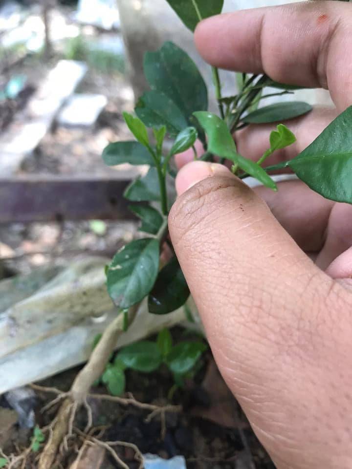 10 Jenis Pokok Renek Berbunga Sesuai Dijadikan Tanaman Pagar Rumah - Impiana