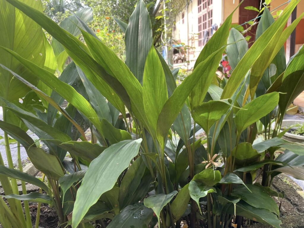 10 Jenis Pokok Besar Sesuai Jadi Tanaman "Indoor",Penyeri Rumah! - Impiana