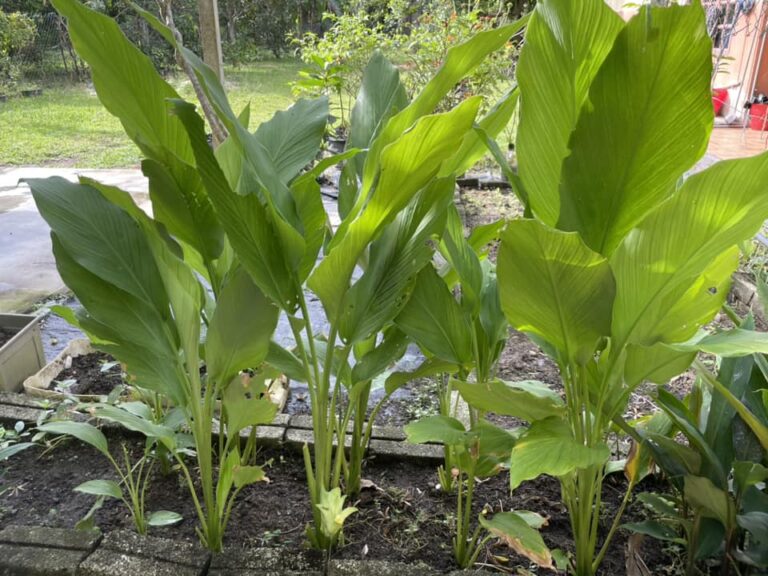10 Jenis Pokok Besar Sesuai Jadi Tanaman "Indoor",Penyeri Rumah! - Impiana