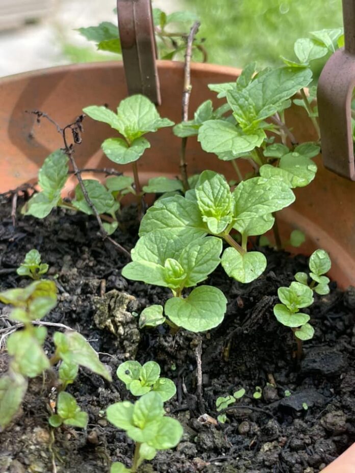 10 Jenis Pokok Besar Sesuai Jadi Tanaman "Indoor",Penyeri Rumah! - Impiana