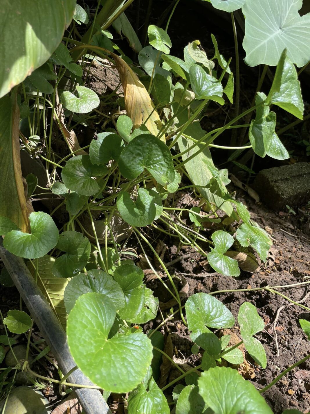 10 Jenis Pokok Besar Sesuai Jadi Tanaman "Indoor",Penyeri Rumah! - Impiana