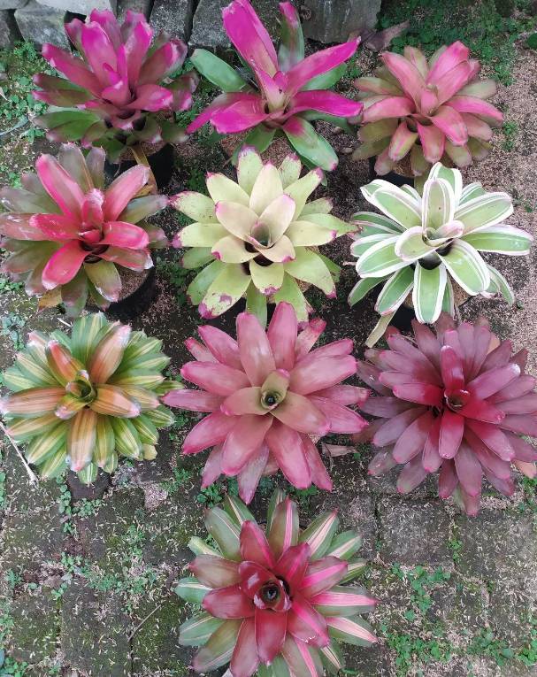 Dua Waktu Ini 'Pantang' Siram Tanaman, Kalau Nak Pokok Hidup Subur ...