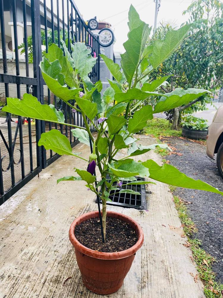 10 Tanaman Renek Berbunga Sesuai Cuaca Malaysia, Tahan Panas Dan Cuaca ...