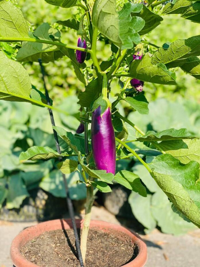 10 Tanaman Renek Berbunga Sesuai Cuaca Malaysia, Tahan Panas Dan Cuaca ...