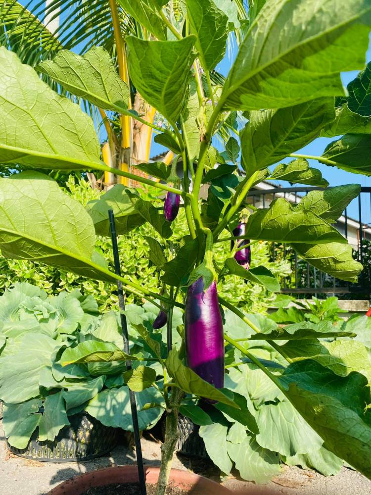 10 Tanaman Renek Berbunga Sesuai Cuaca Malaysia, Tahan Panas Dan Cuaca ...