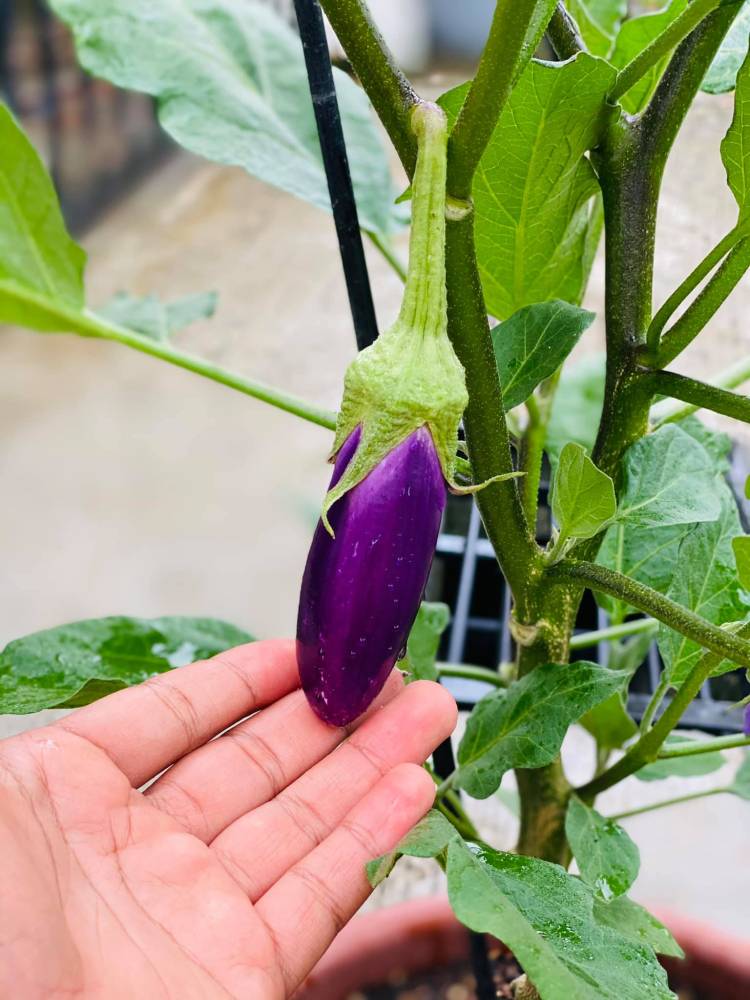 10 Tanaman Renek Berbunga Sesuai Cuaca Malaysia, Tahan Panas Dan Cuaca ...